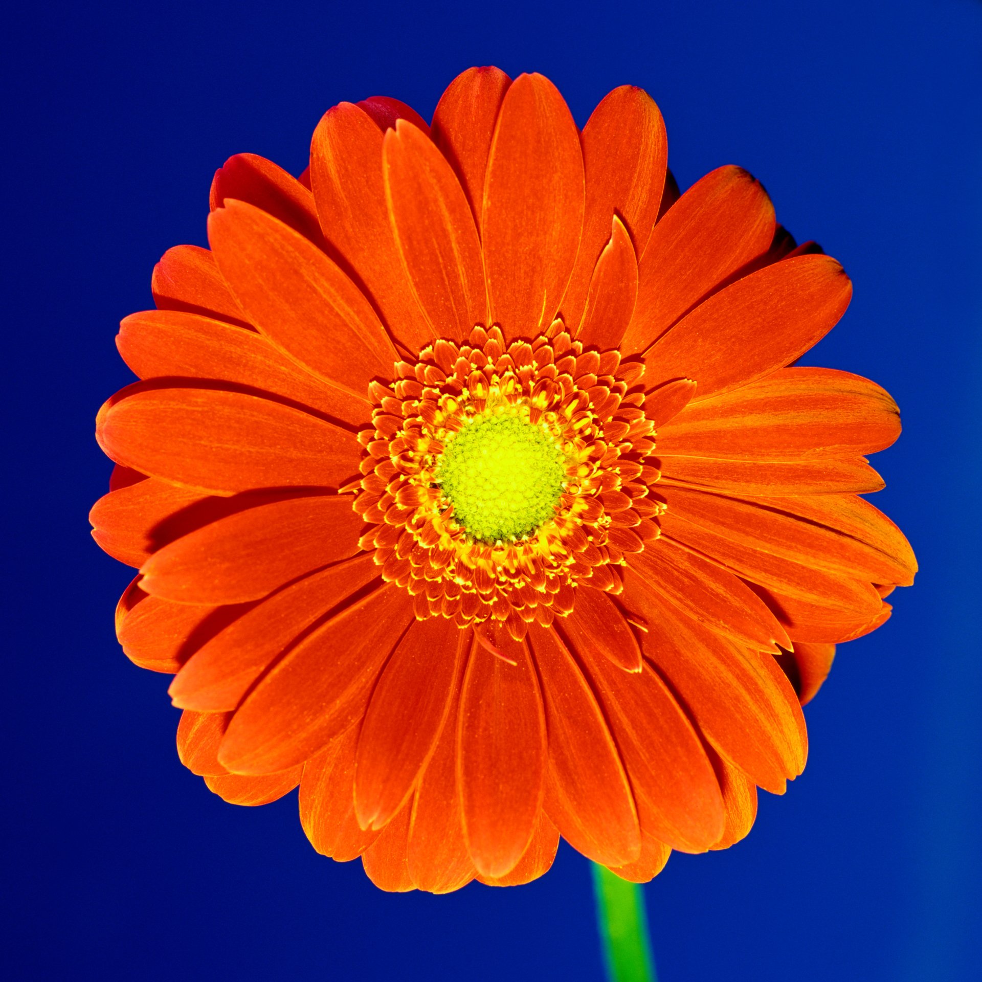 Download Nature Flower PFP