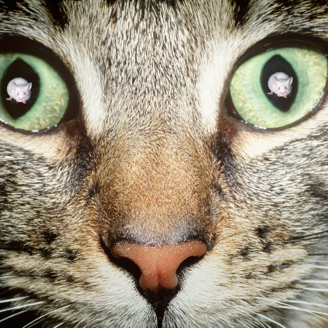 Download Animal Cat PFP