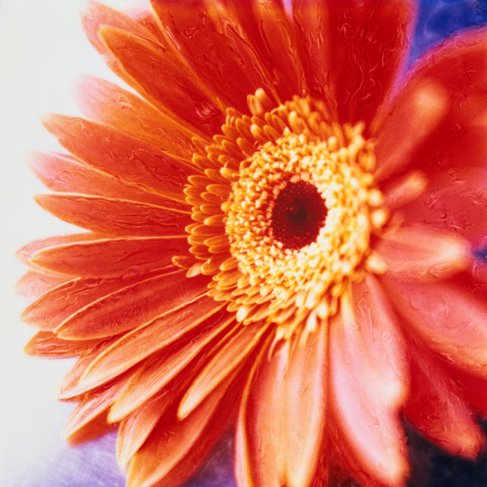 Download Nature Flower PFP