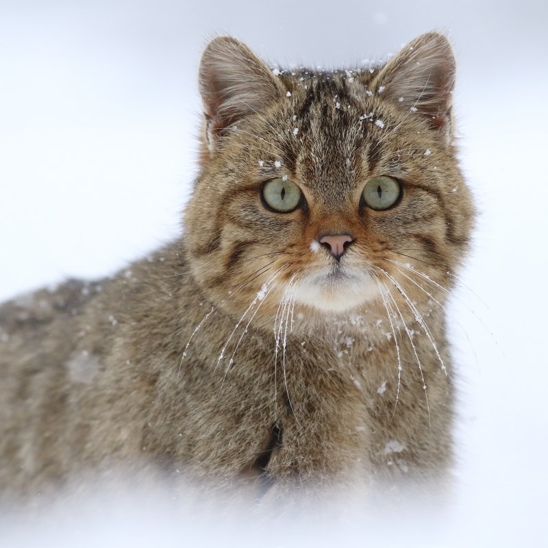 Download Animal Cat PFP