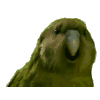 Parrot Pfp