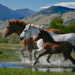 Download Animal Horse PFP