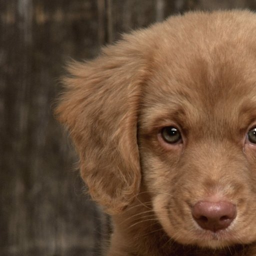 Gentle Gaze: The Perfect Dog Avatar