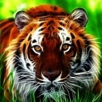 Download Animal Tiger PFP