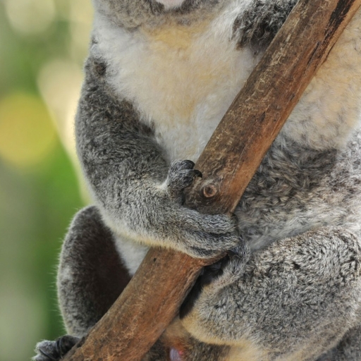 Download Animal Koala PFP