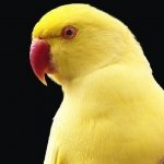 Download Animal Bird PFP