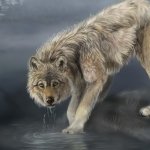 Download Animal Wolf PFP