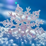 Download Nature Snowflake PFP