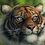 Download Animal Tiger PFP