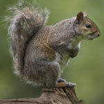 Squirrel Pfp