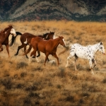 Download Animal Horse PFP