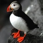 Download Animal Puffin PFP