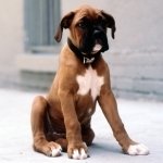Download Dog Animal Boxer (dog) PFP
