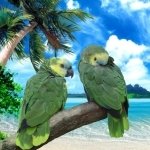 Download Animal Parrot PFP