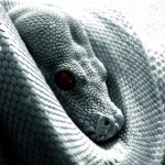 Download Animal Snake PFP