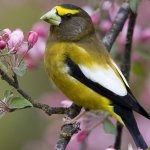 Download Animal Bird PFP