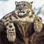 Download Animal Snow Leopard PFP