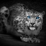 Download Animal Snow Leopard PFP