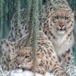 Download Animal Snow Leopard PFP