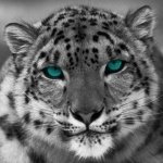 Download Animal Snow Leopard PFP
