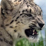 [20+] Snow Leopard PFP