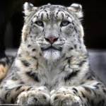 [20+] Snow Leopard PFP