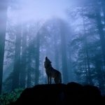 Download Animal Wolf PFP