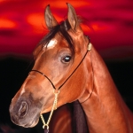 Download Animal Horse PFP