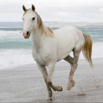 Download Animal Horse PFP