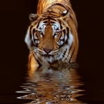 Tiger Pfp