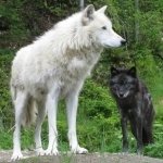 Download Animal Wolf PFP