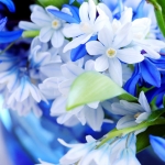 Download Nature Flower PFP