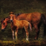 Download Animal Horse PFP