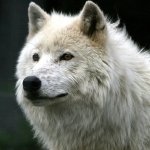 Download Animal Wolf PFP