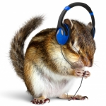 Download Animal Chipmunk PFP