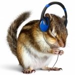Download Animal Chipmunk PFP
