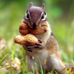 Download Animal Chipmunk PFP