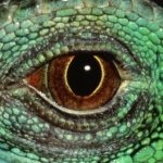 Download Animal Eye PFP