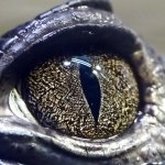 Download Animal Eye PFP