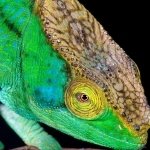 Download Animal Chameleon PFP