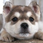 Download Animal Siberian Husky PFP