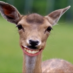 Download Animal Deer PFP