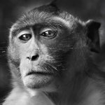 Download Animal Monkey PFP