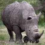 Download Animal Rhino PFP