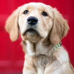 Download Animal Dog PFP