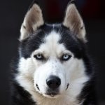 Download Animal Husky PFP