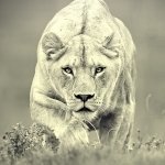 Download Animal Lion PFP