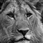 Download Animal Lion PFP