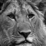Download Animal Lion PFP