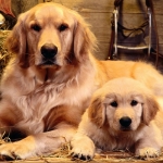Golden Retriever Pfp